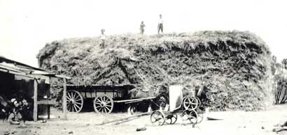 William Henry Hickmott